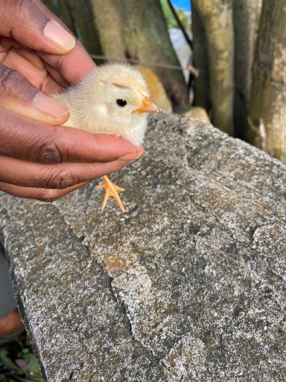 Linette Rabsatt’s minialbum: Candid Nature – DoubleSpeak