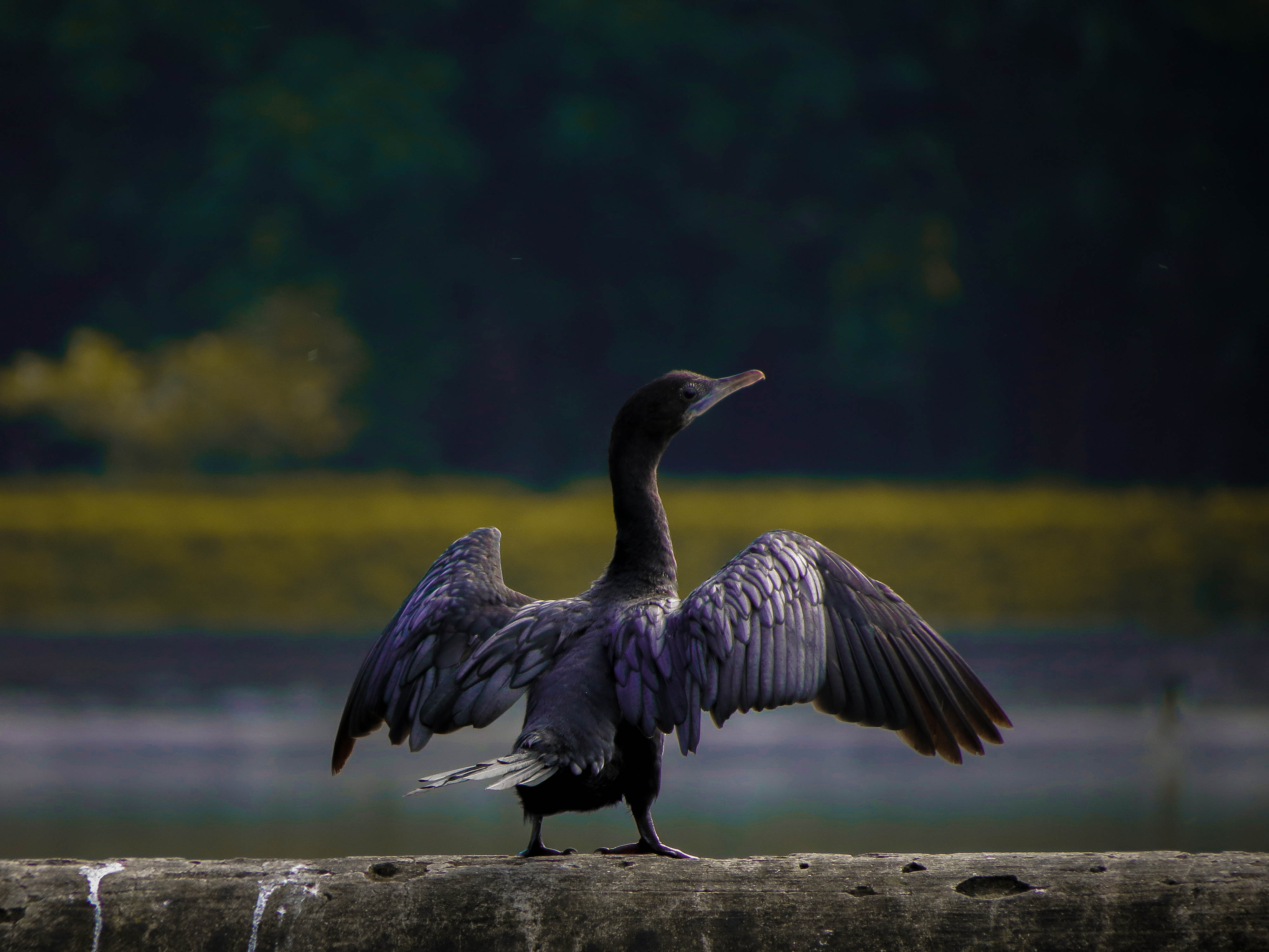 Amartya Krishna Deb’s mini album: Birds – DoubleSpeak