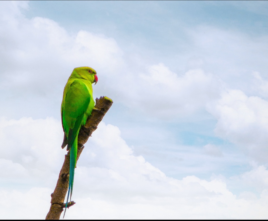 Amartya Krishna Deb’s mini album: Birds – DoubleSpeak