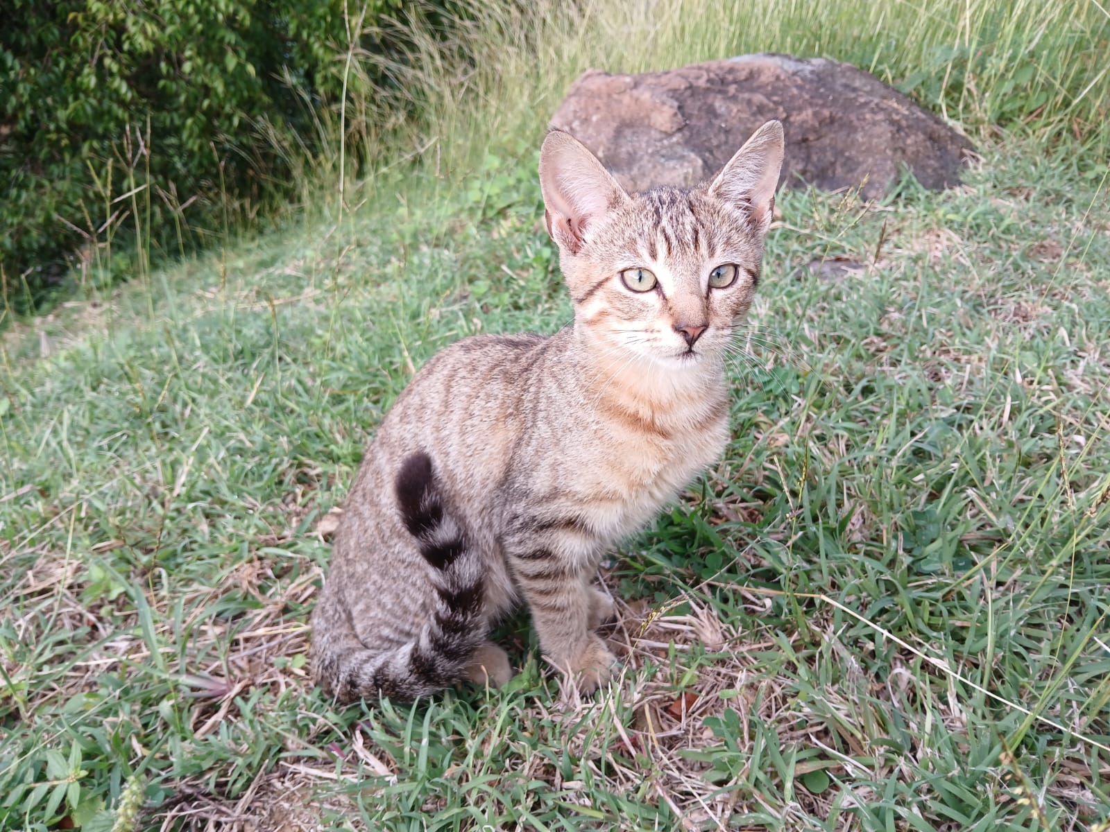 Linette Rabsatt’s mini album: Cats And Chicken – DoubleSpeak