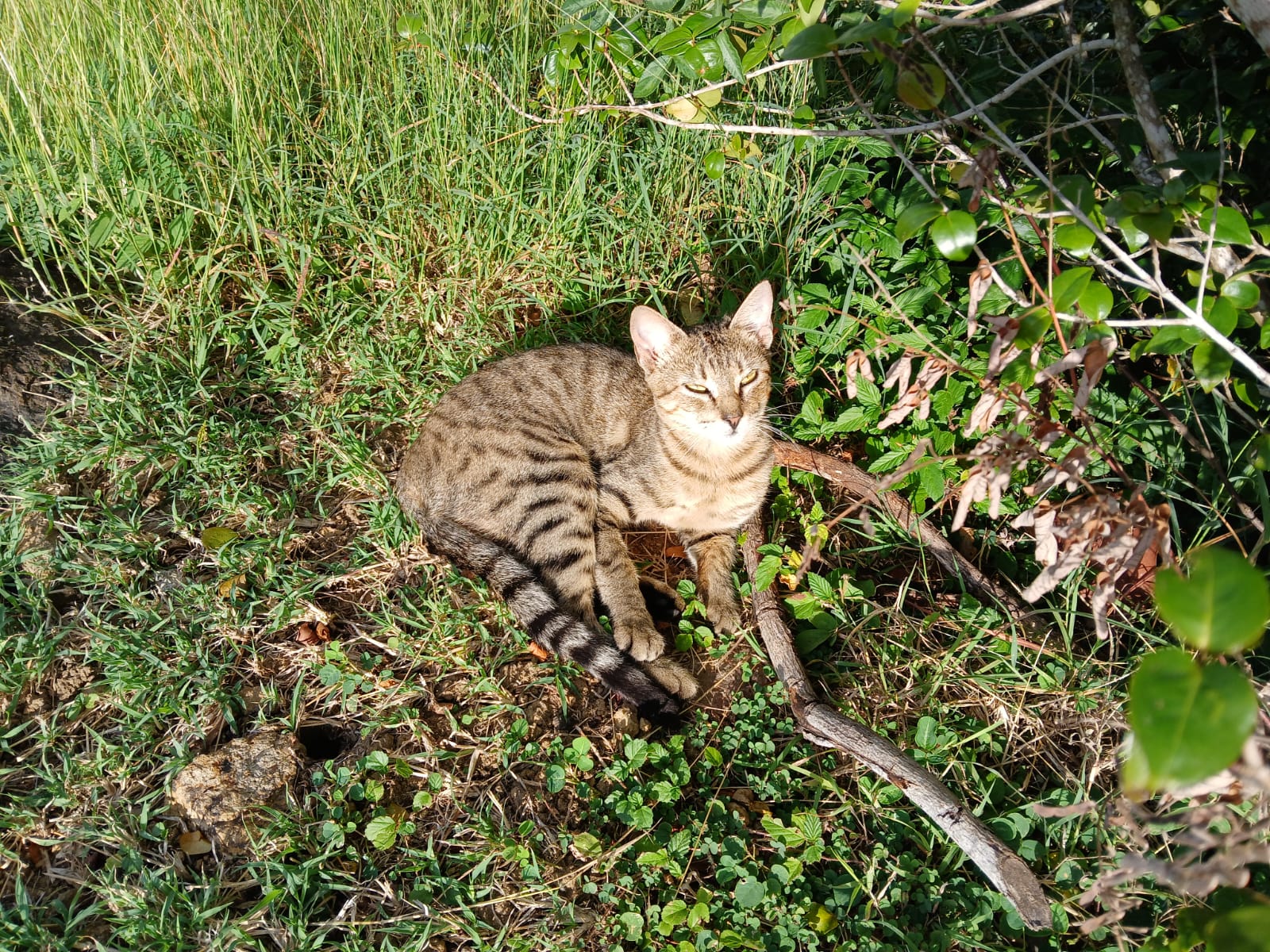 Linette Rabsatt’s mini album: Cats And Chicken – DoubleSpeak