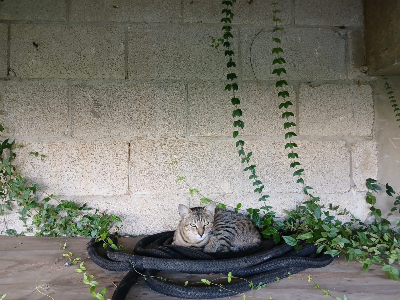 Linette Rabsatt’s mini album: Cats And Chicken – DoubleSpeak